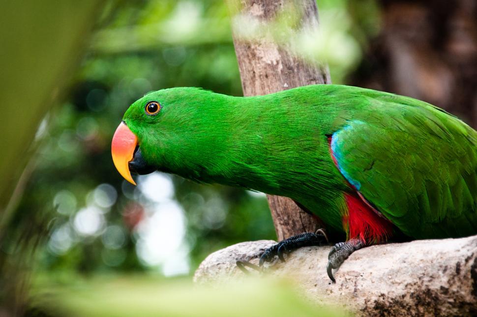 Free Stock Photo of parrot bird | Download Free Images and Free ...