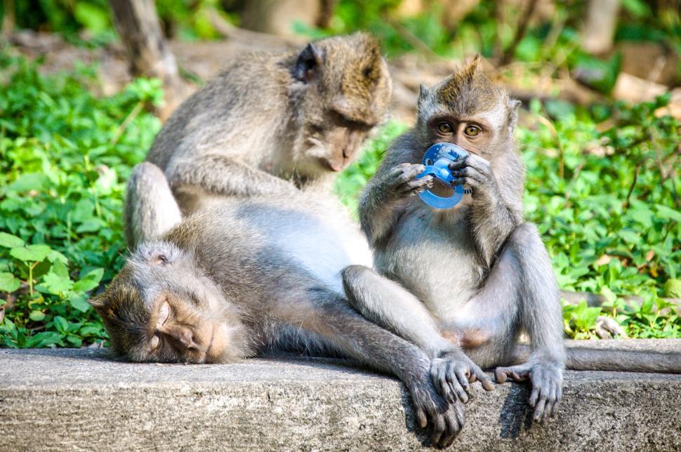 Free Stock Photo of Monkey mother and baby | Download Free Images and ...