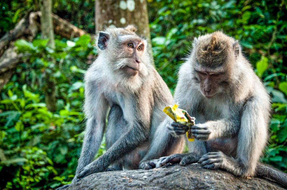 Free Stock Photo of monkeys | Download Free Images and Free Illustrations