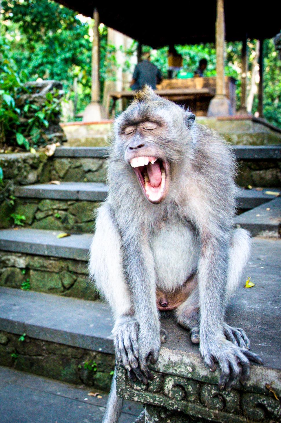 Free Stock Photo of Monkey | Download Free Images and Free Illustrations