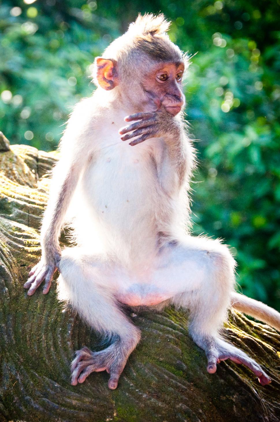 Free Stock Photo of Monkey | Download Free Images and Free Illustrations