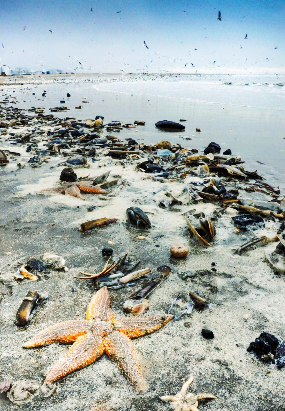 Beach Starfish And Shells