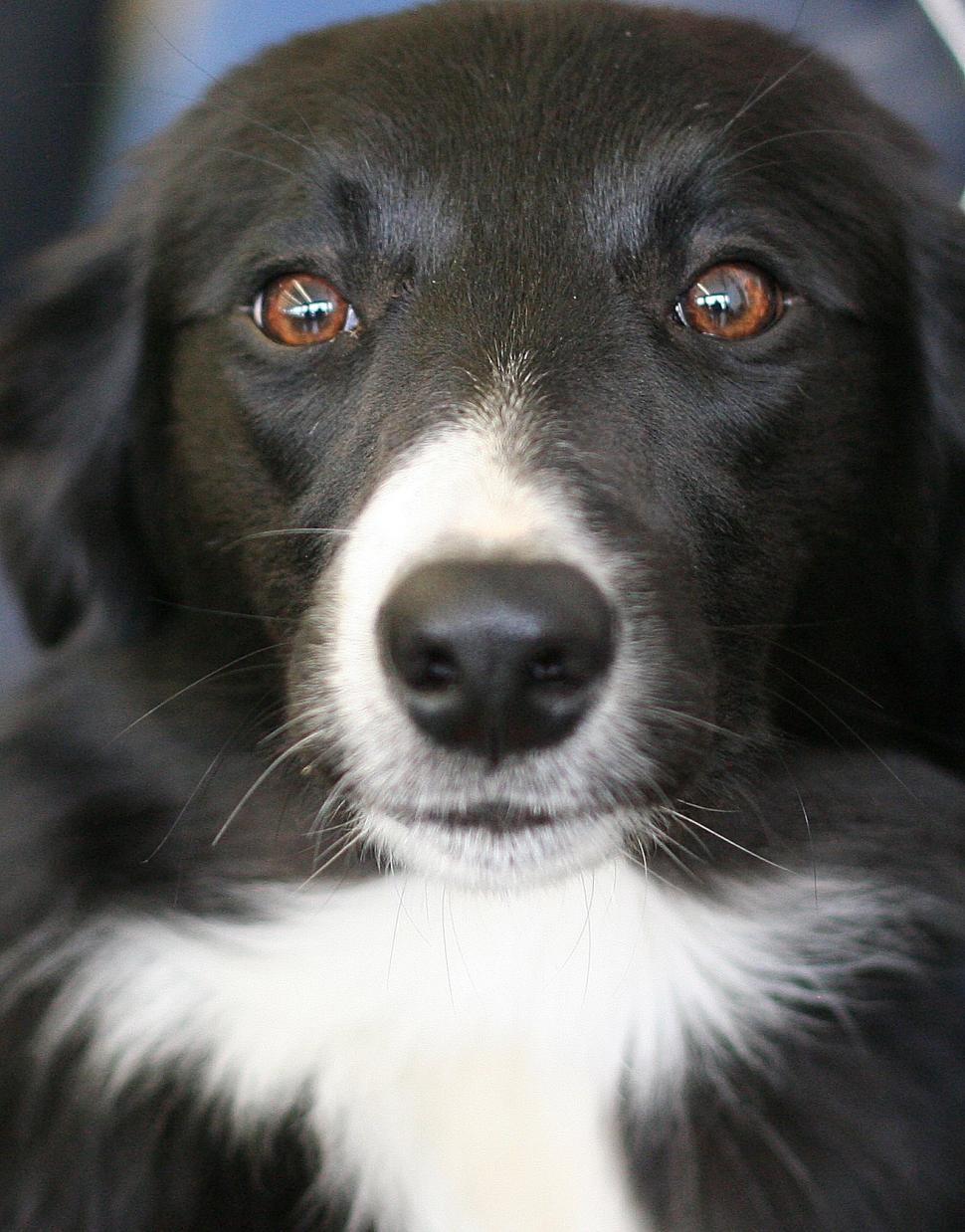 Free Stock Photo of Border collie | Download Free Images and Free ...