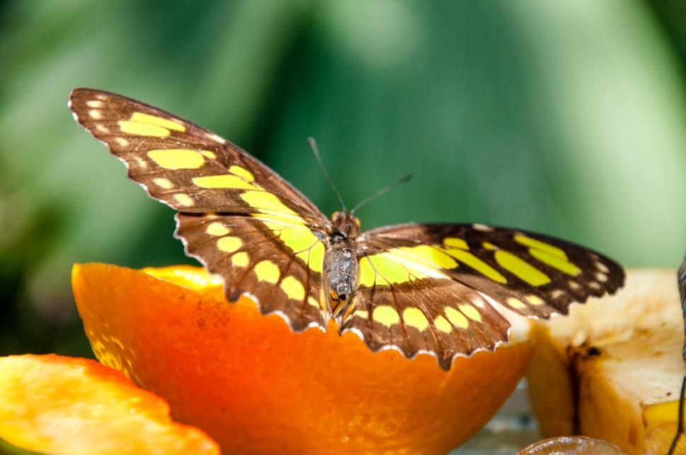 Free Stock Photo of Butterfly in nature | Download Free Images and Free ...