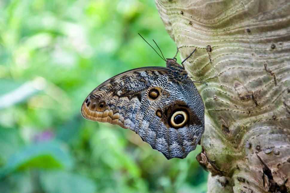Free Stock Photo of Butterfly in nature | Download Free Images and Free ...