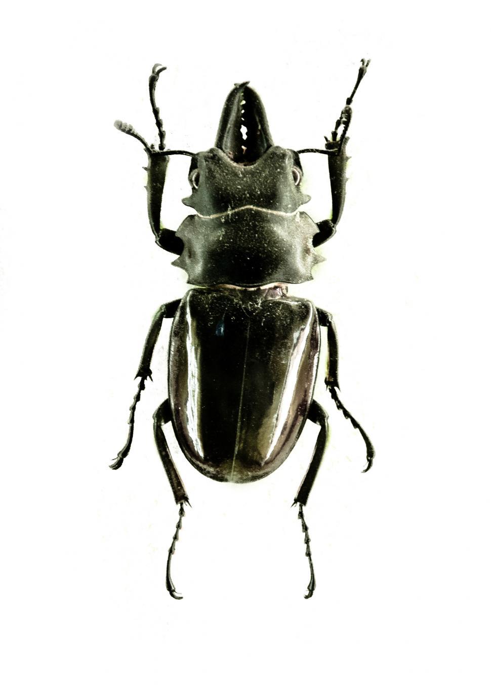 Free Stock Photo of beetle insect isolated on white | Download Free ...