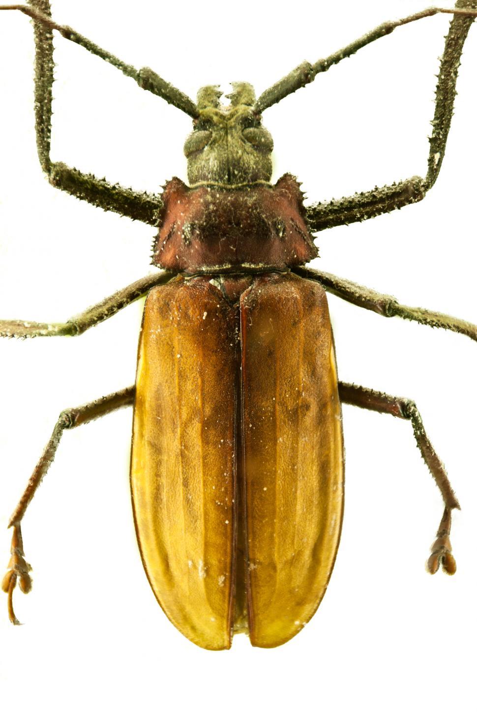 Free Stock Photo of beetle insect isolated on white | Download Free ...