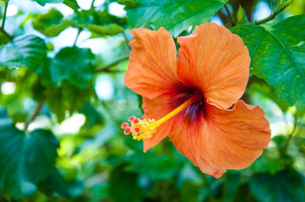 Orange Hawaiian Flower Background Orange And Pink Hibiscus Wallpaper