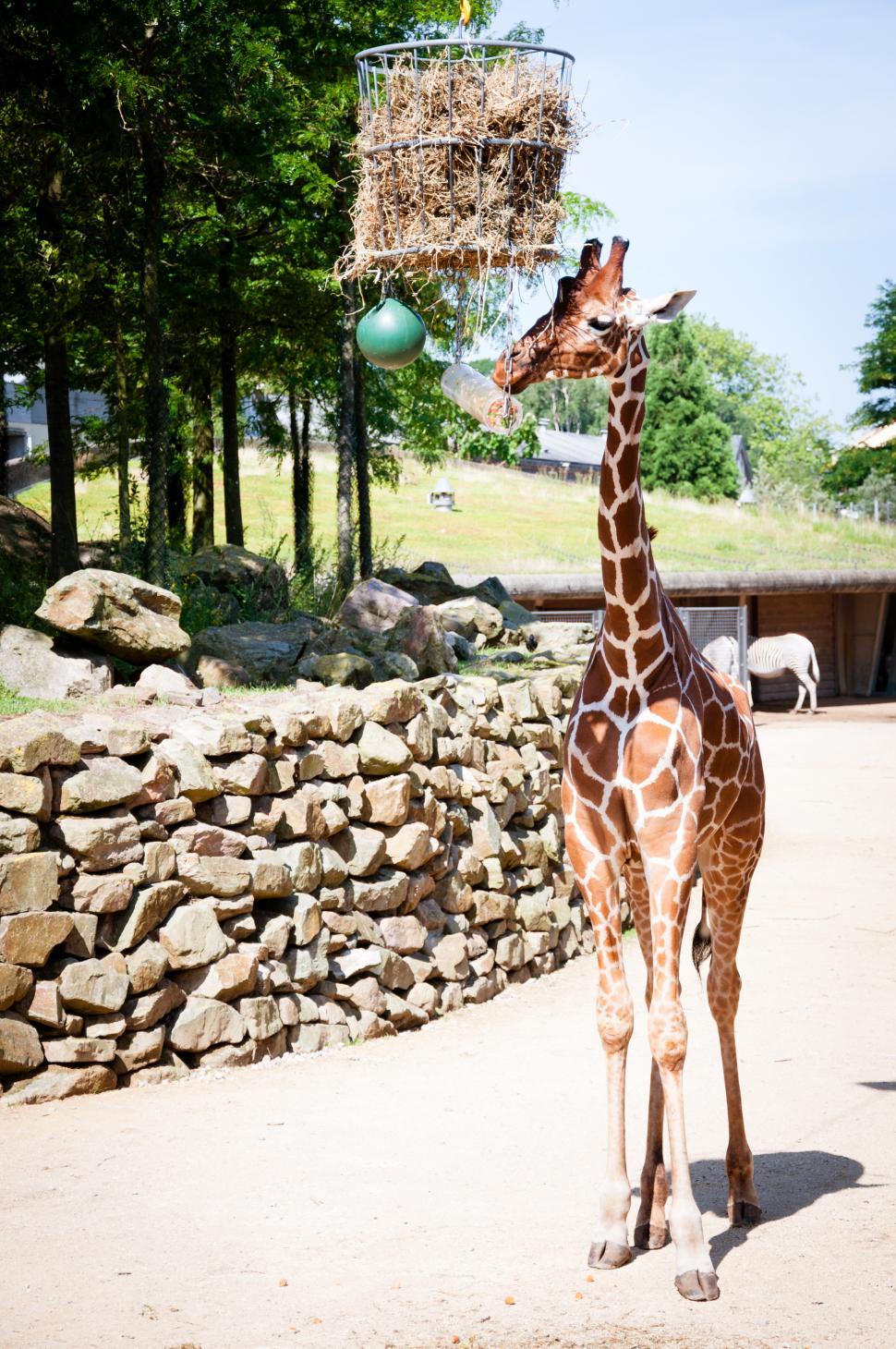 Free Stock Photo of Giraffe in the zoo | Download Free Images and Free ...