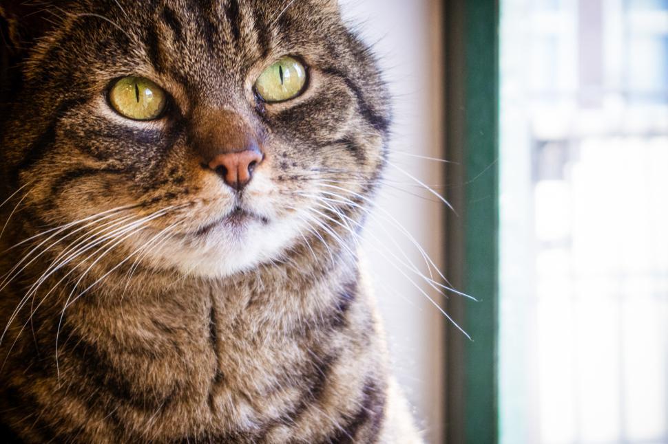 Free Stock Photo of head cat close up | Download Free Images and Free ...