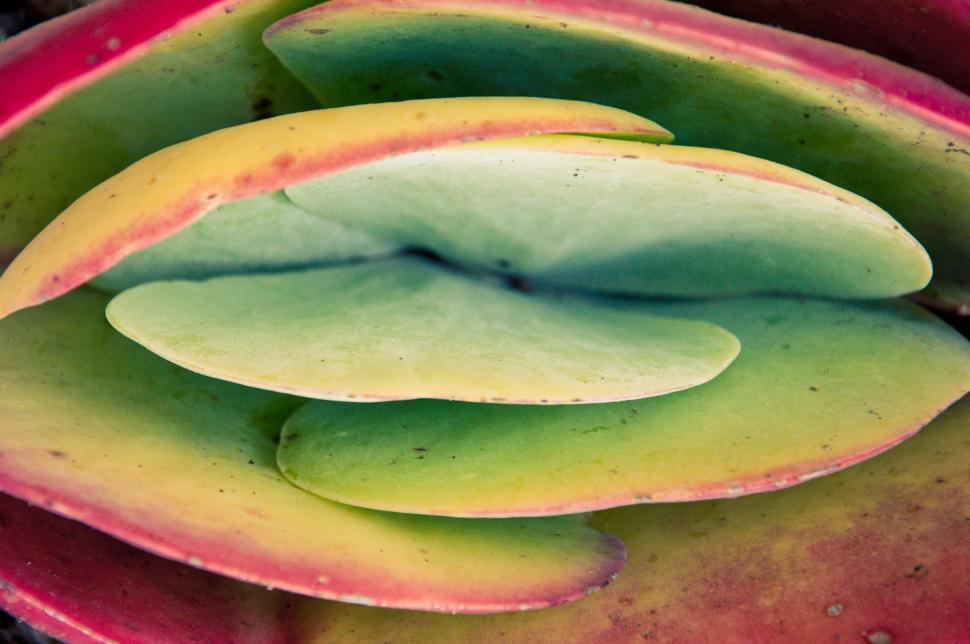 Free Stock Photo of CACTUS PLANT | Download Free Images and Free ...