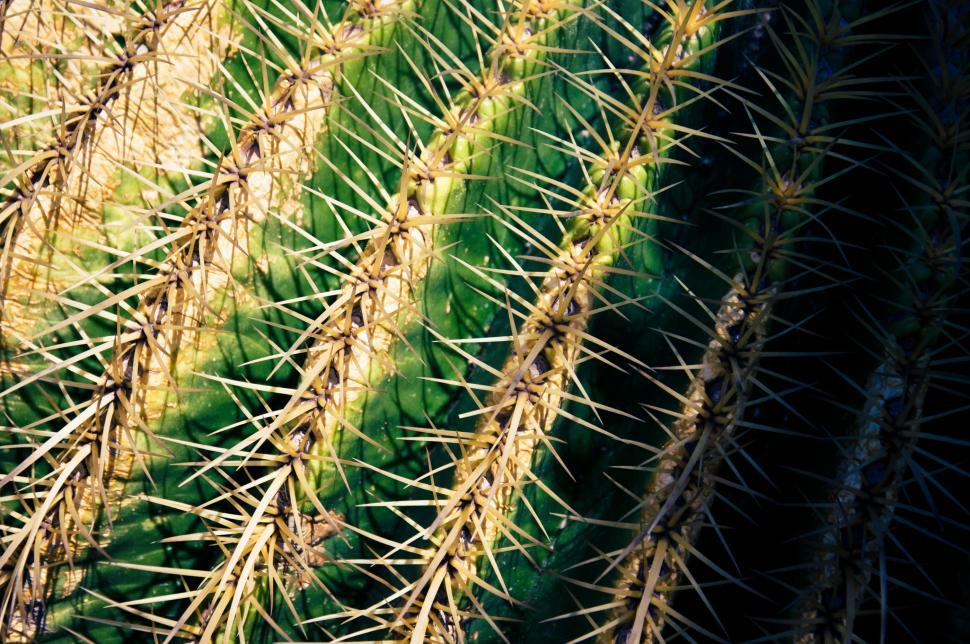 Free Stock Photo of Close up of globe shaped cactus | Download Free ...