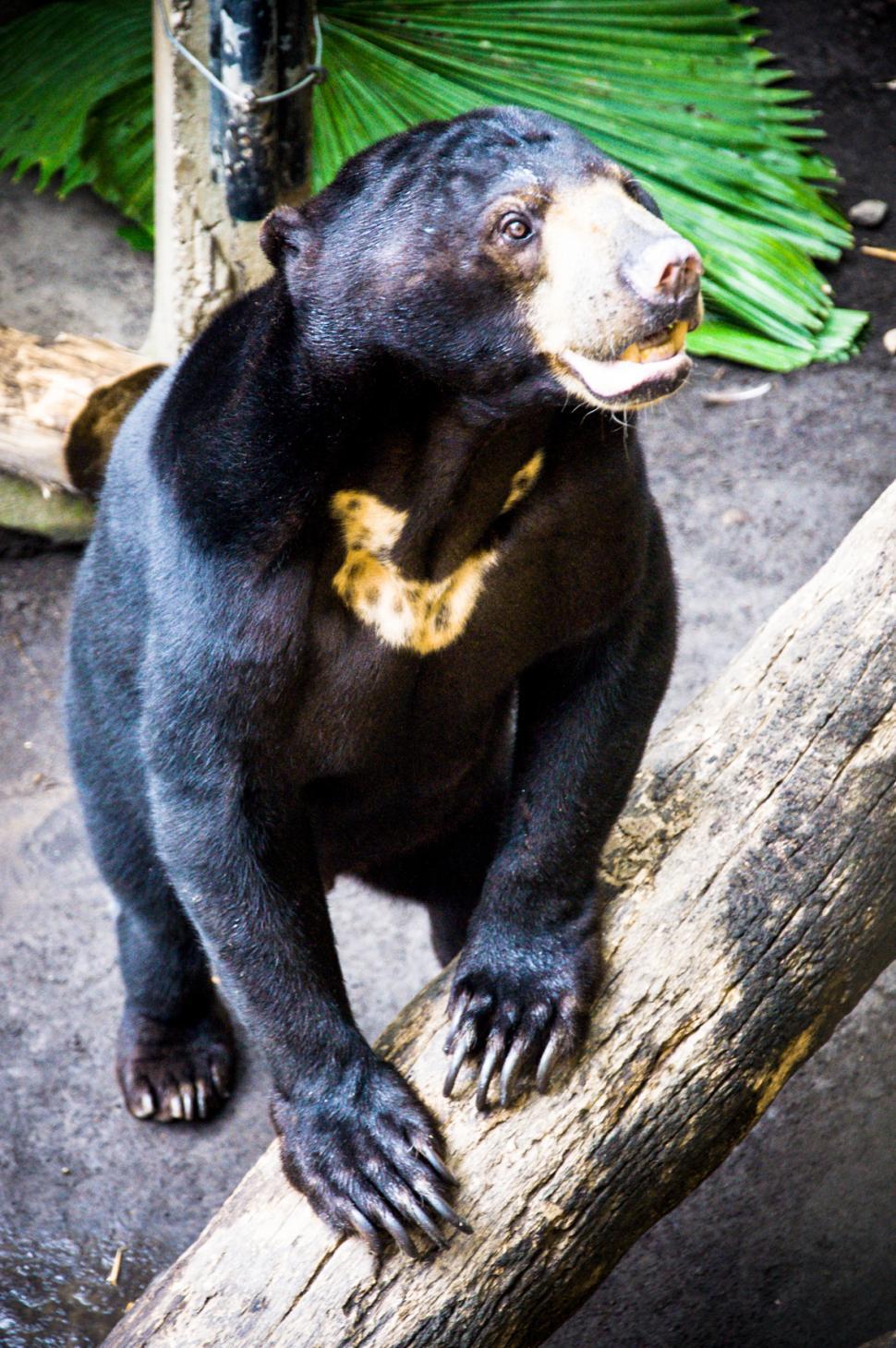 Free Stock Photo of Sun bear | Download Free Images and Free Illustrations