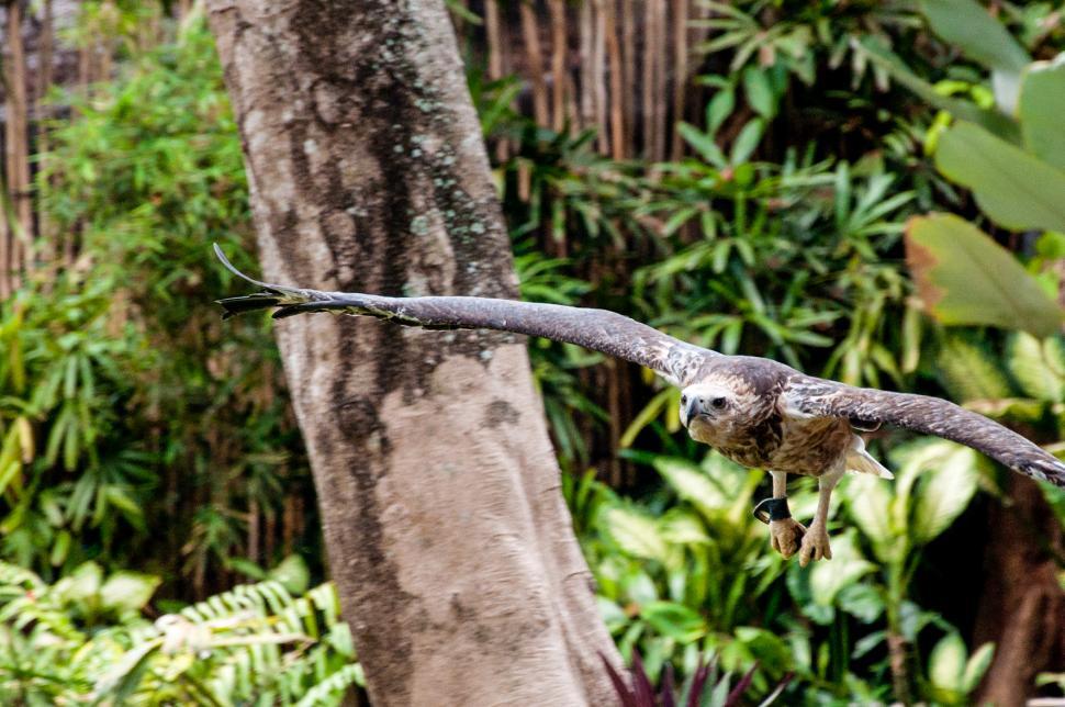 Free Stock Photo of Falcon flying | Download Free Images and Free ...