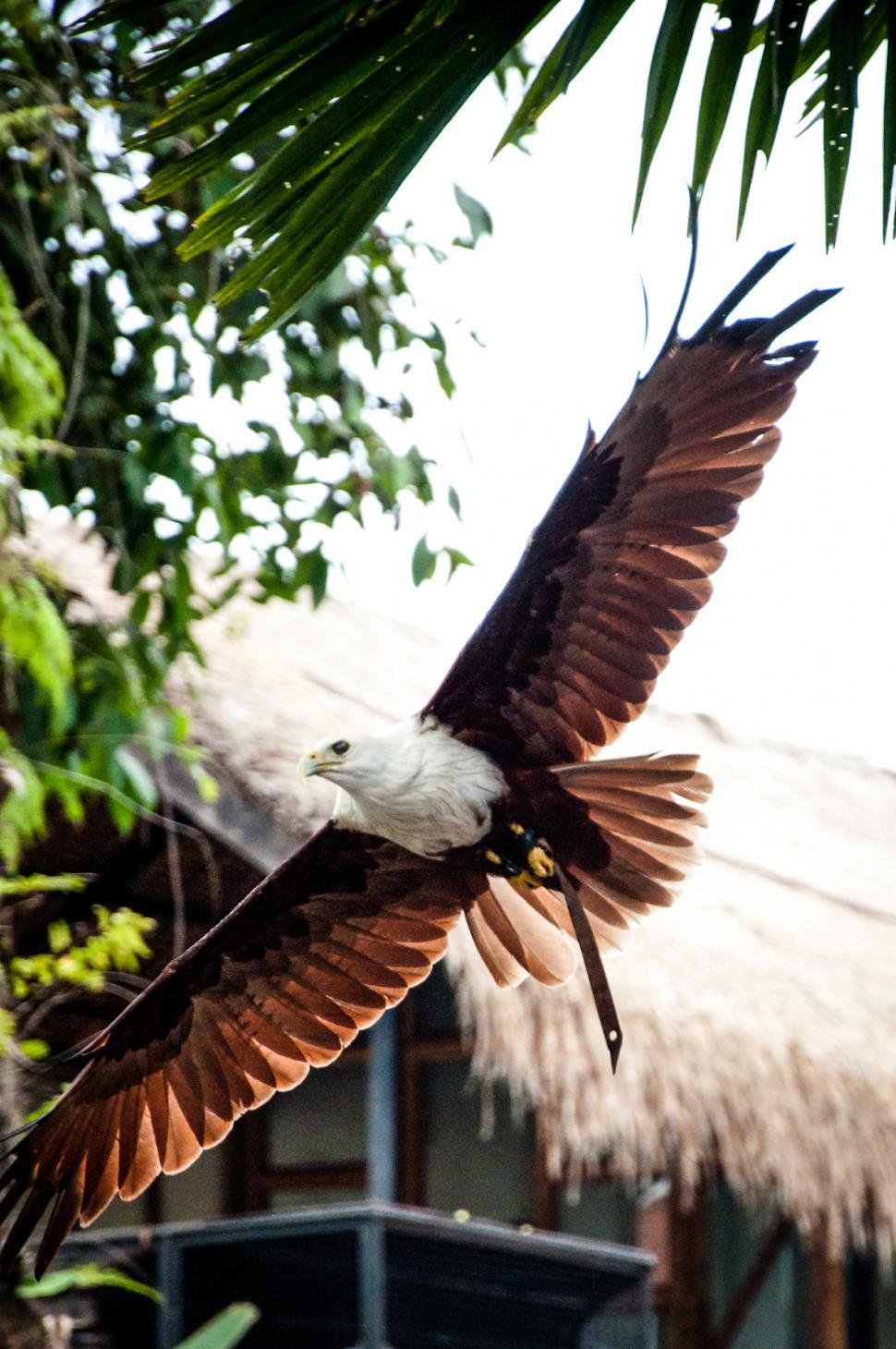 Free Stock Photo of Eagle flying | Download Free Images and Free ...