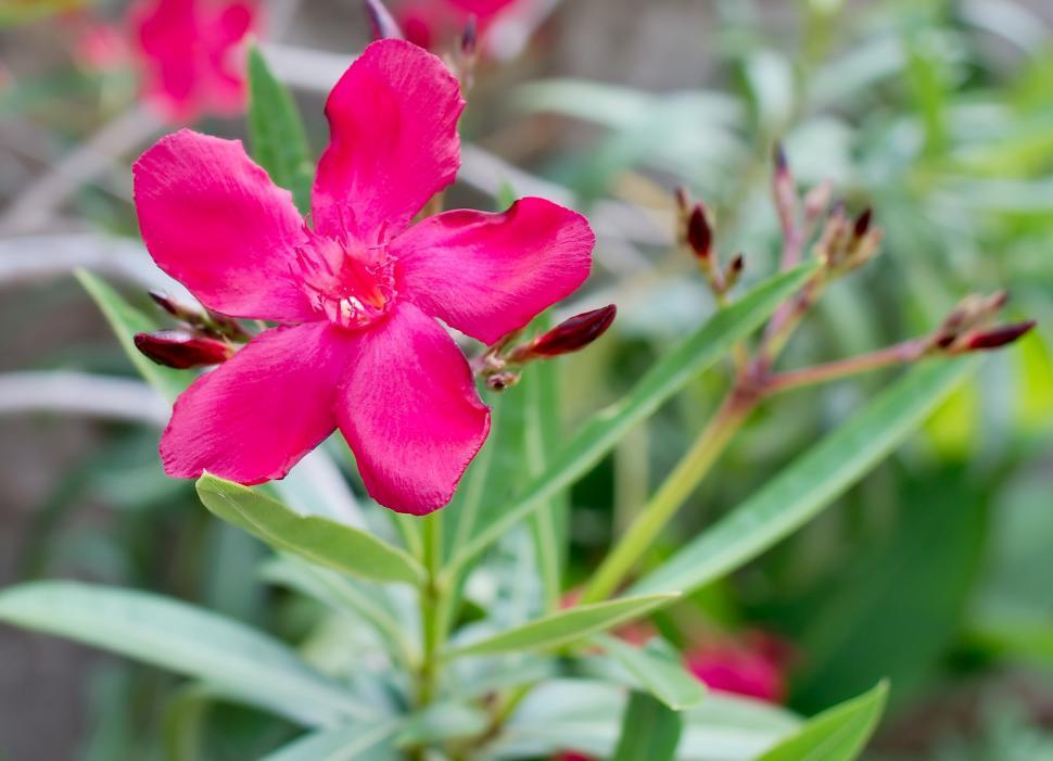Free Stock Photo of Oleander flower | Download Free Images and Free ...