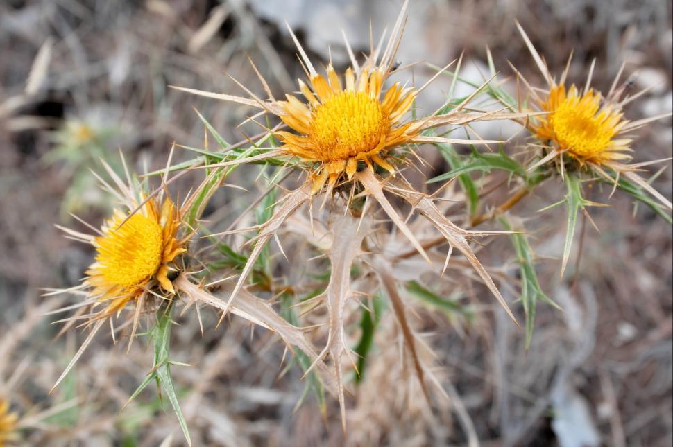 Free Stock Photo of The weed | Download Free Images and Free Illustrations