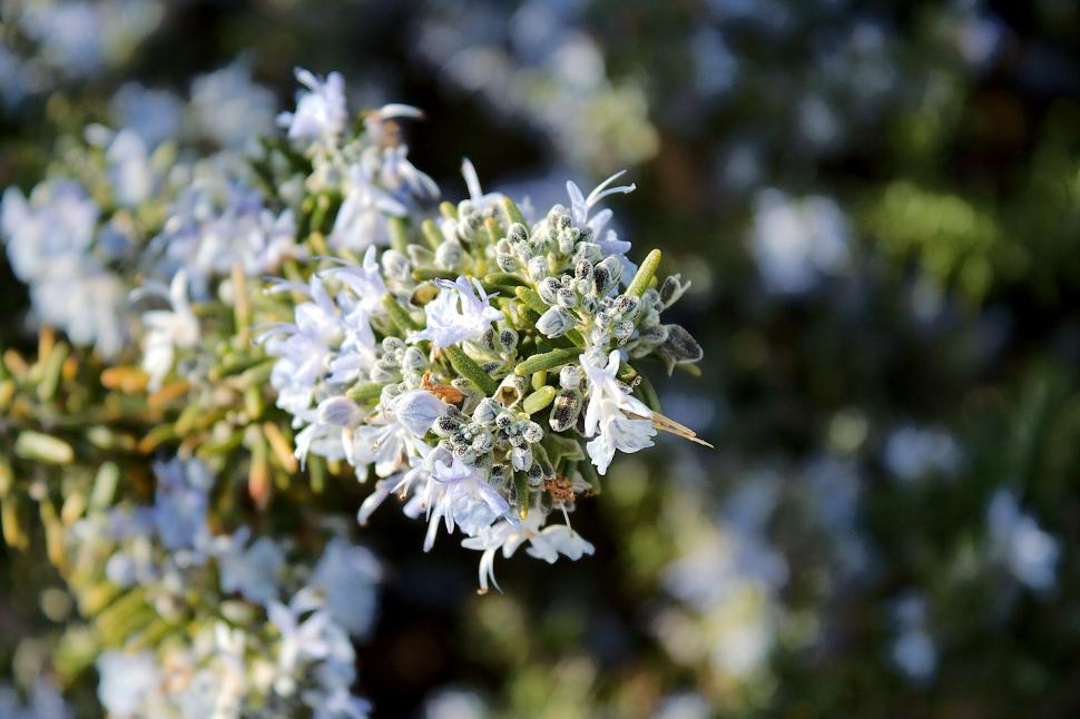 Free Stock Photo of Rosemary flowers | Download Free Images and Free ...