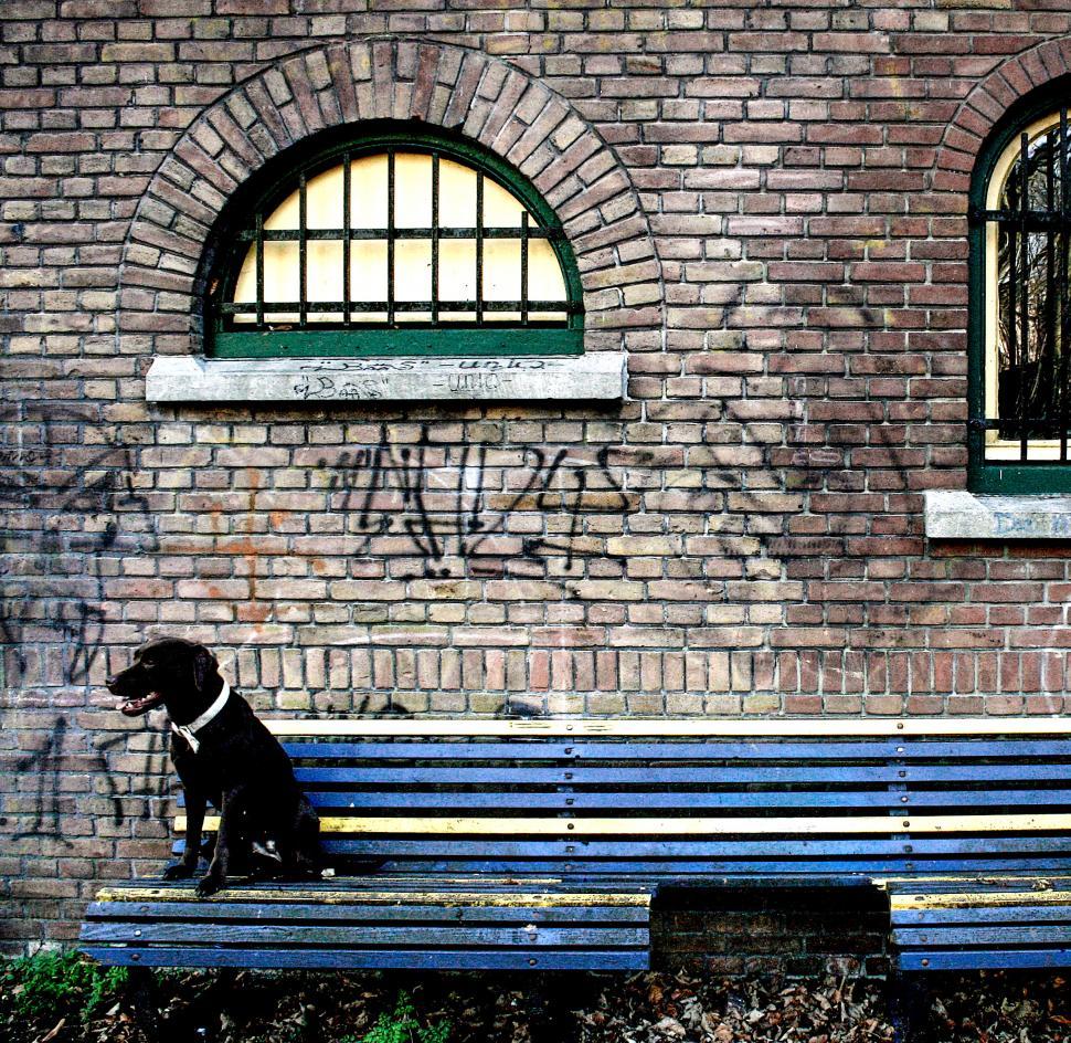Free Stock Photo of Labrador dog sitting on bench | Download Free ...
