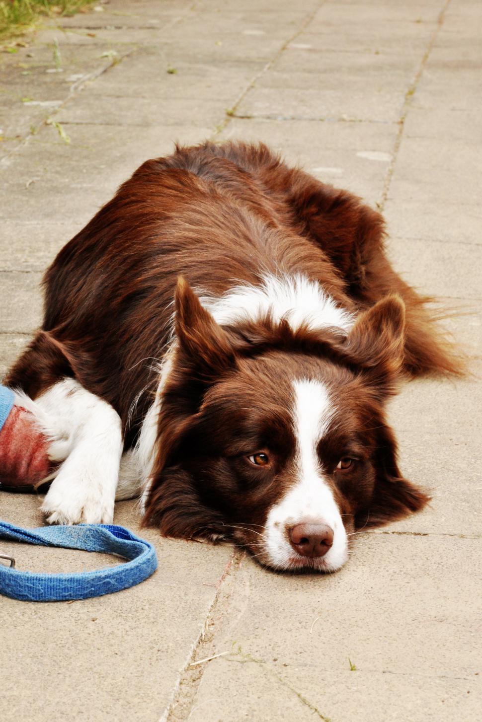 Free Stock Photo of Border collie dog | Download Free Images and Free ...