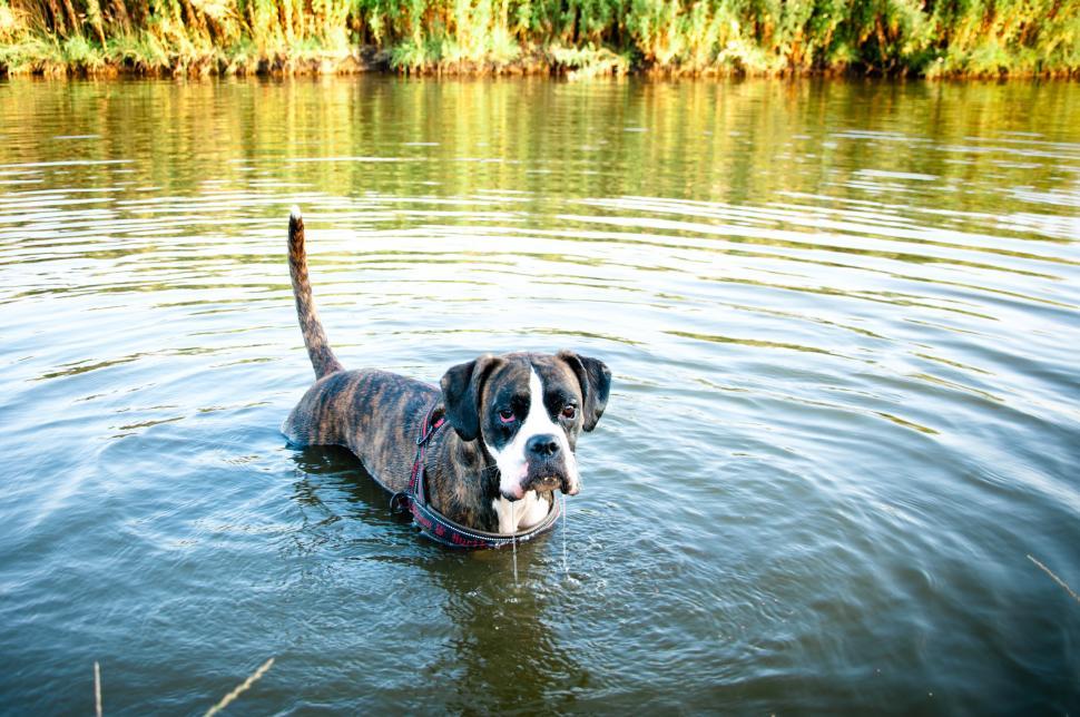 Free Stock Photo of Dog swimming | Download Free Images and Free ...