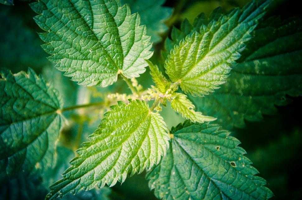 Free Stock Photo of poison ivy Leaves | Download Free Images and Free ...