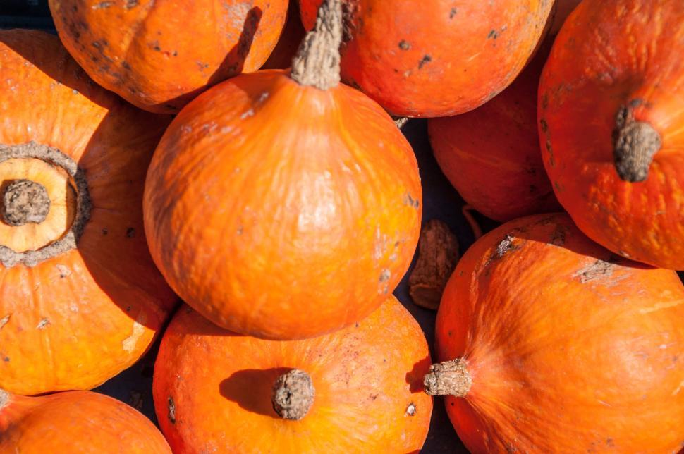 Free Stock Photo of Small pumpkins | Download Free Images and Free ...