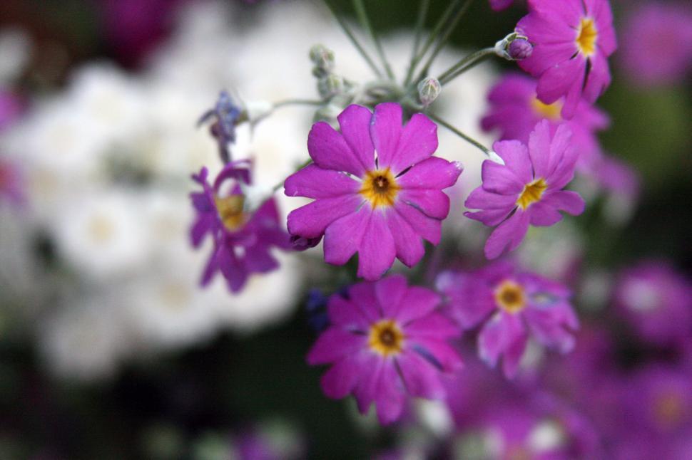 Free Stock Photo of Flower #1 | Download Free Images and Free Illustrations