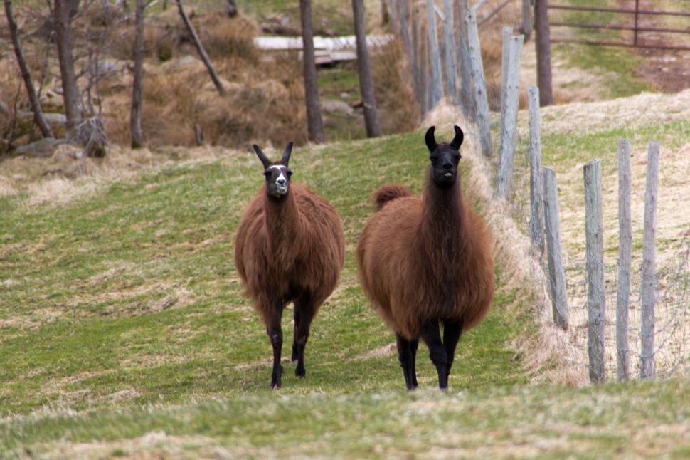Free Stock Photo of Alpaca in field | Download Free Images and Free ...