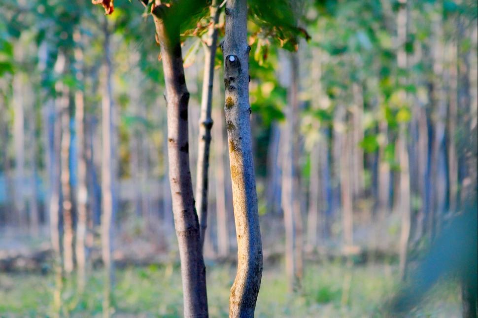 Free Stock Photo of Trees | Download Free Images and Free Illustrations