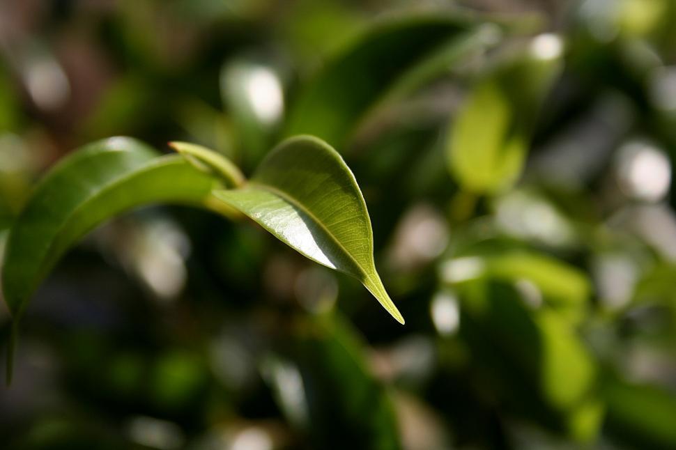 Free Stock Photo of The leaf | Download Free Images and Free Illustrations