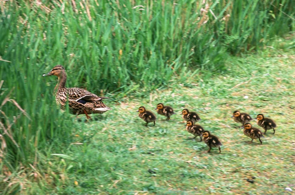 Free Stock Photo of Duck Family | Download Free Images and Free ...