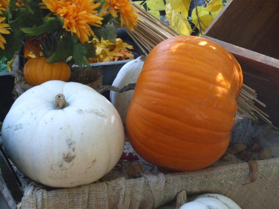 Free Stock Photo of Pumpkins | Download Free Images and Free Illustrations