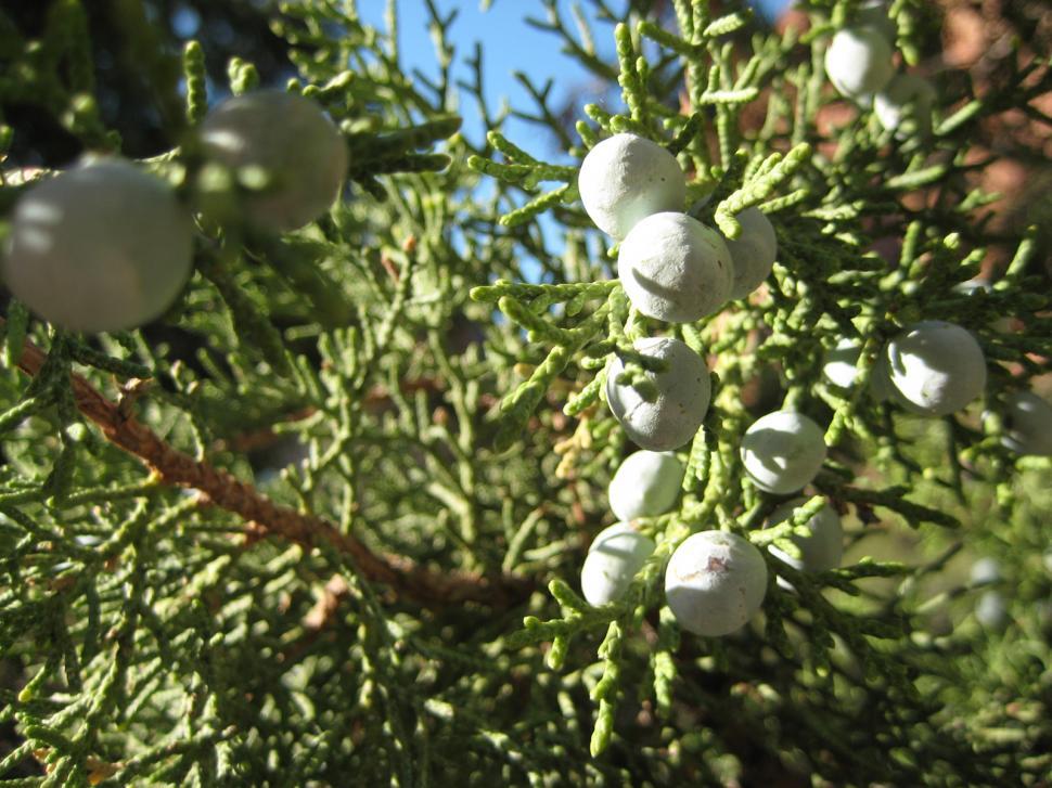 Free Stock Photo of Juniper Berries | Download Free Images and Free ...
