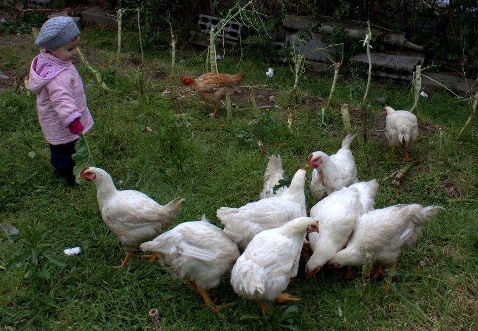 Free Stock Photo of Little child feeding the chicken | Download Free ...