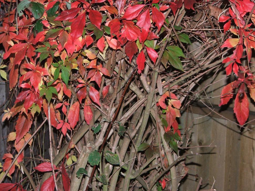 Free Stock Photo of Fall Colors | Download Free Images and Free ...