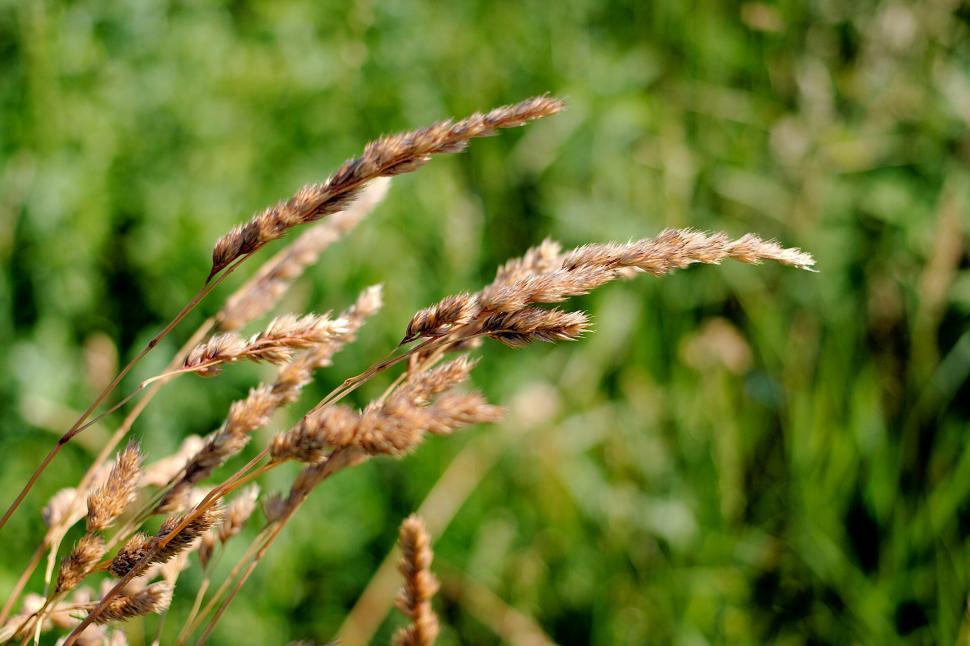 Free Stock Photo of Grass | Download Free Images and Free Illustrations