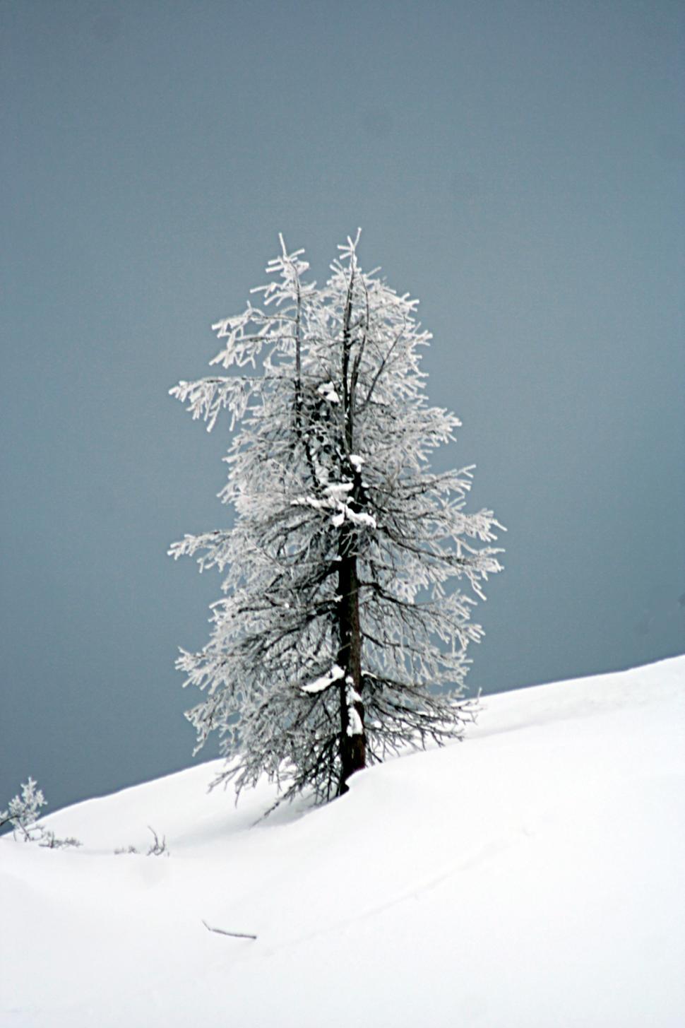 Free Stock Photo of The tree | Download Free Images and Free Illustrations