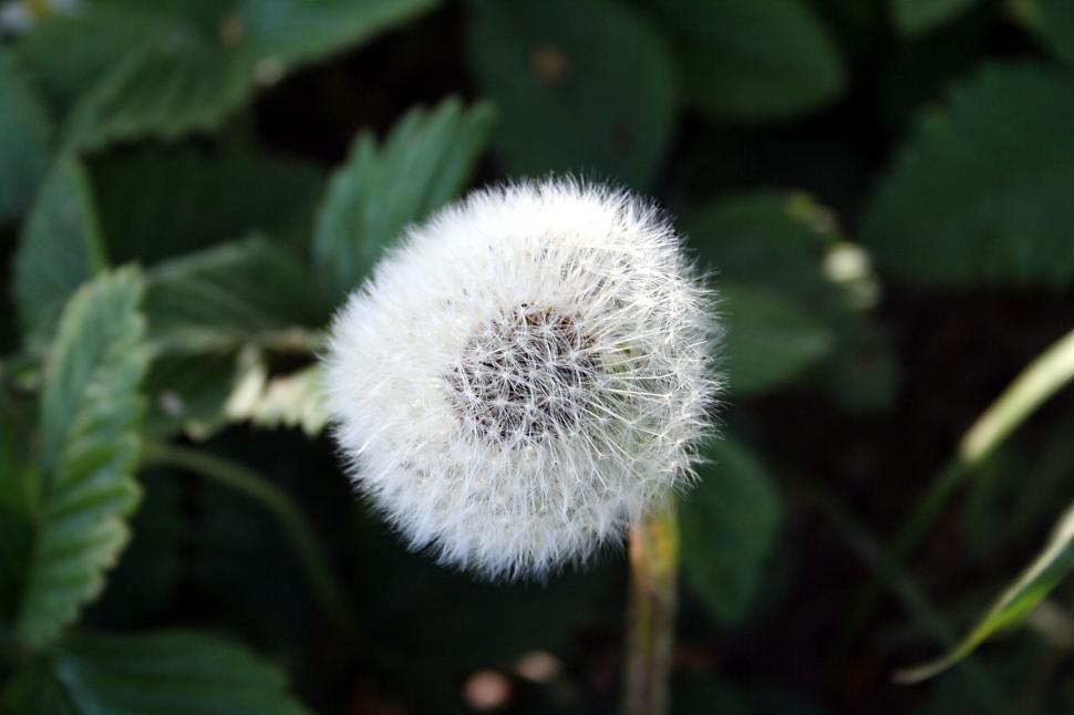 Free Stock Photo of Flowers | Download Free Images and Free Illustrations