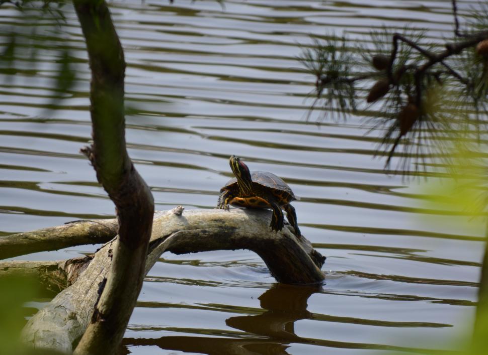 Free Stock Photo of Turtle | Download Free Images and Free Illustrations