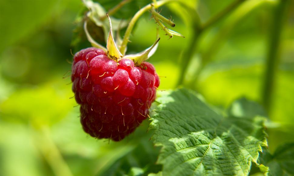 Free Stock Photo of Raspberry | Download Free Images and Free Illustrations