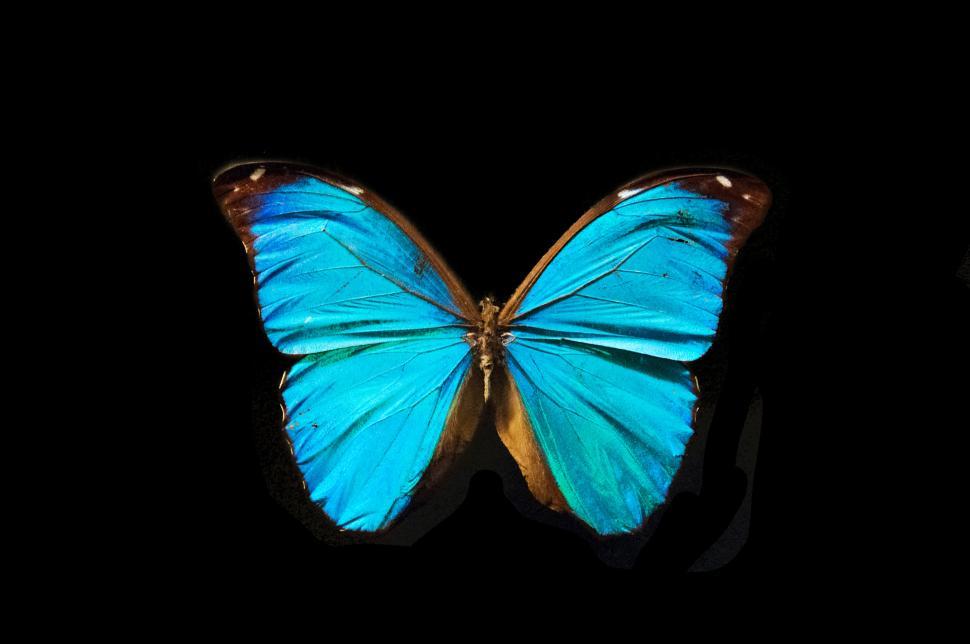 Free Stock Photo of Butterfly with open wings | Download Free Images ...