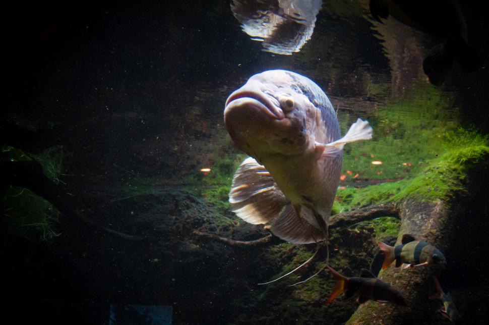 Free Download Big Fish