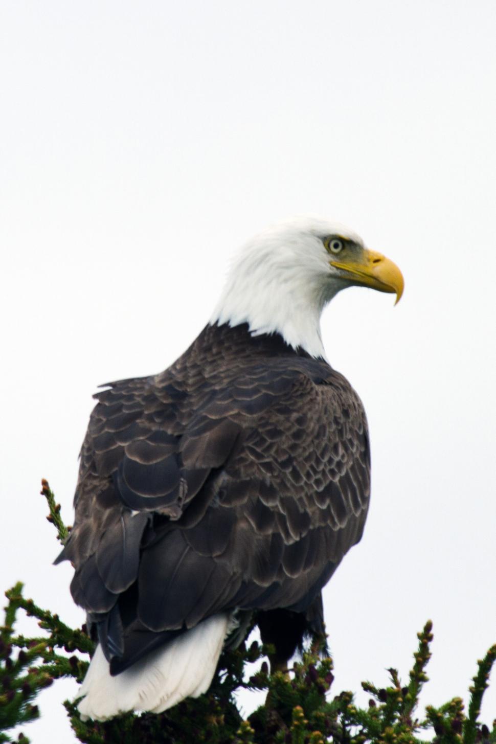 Free Stock Photo of Bald Eagle | Download Free Images and Free ...