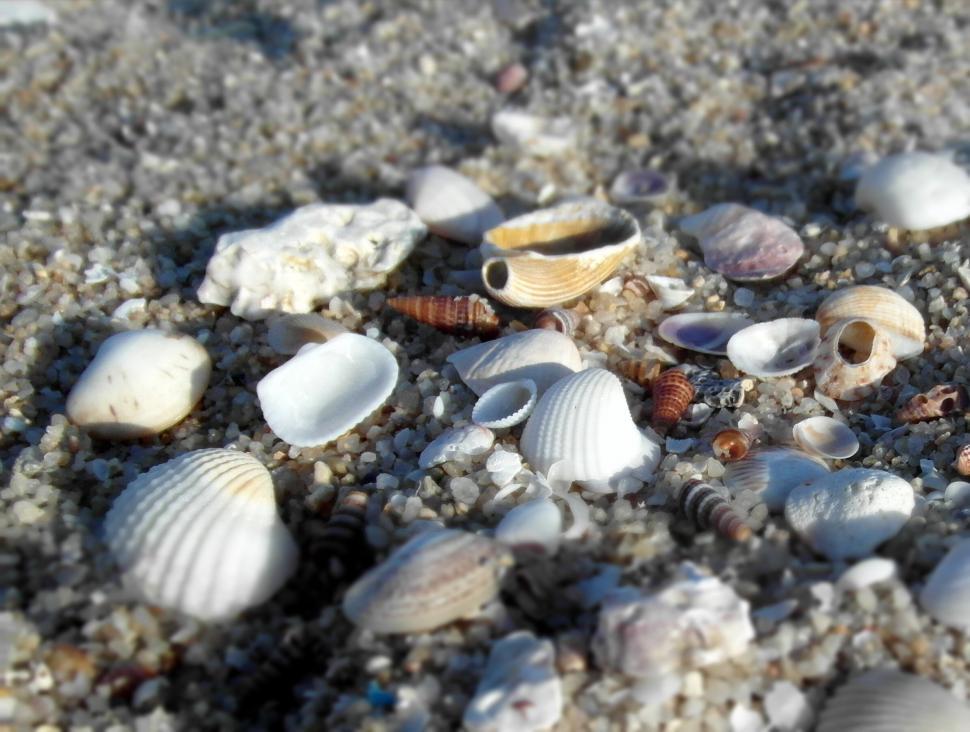 Free Stock Photo of Sea shells on the beach | Download Free Images and ...
