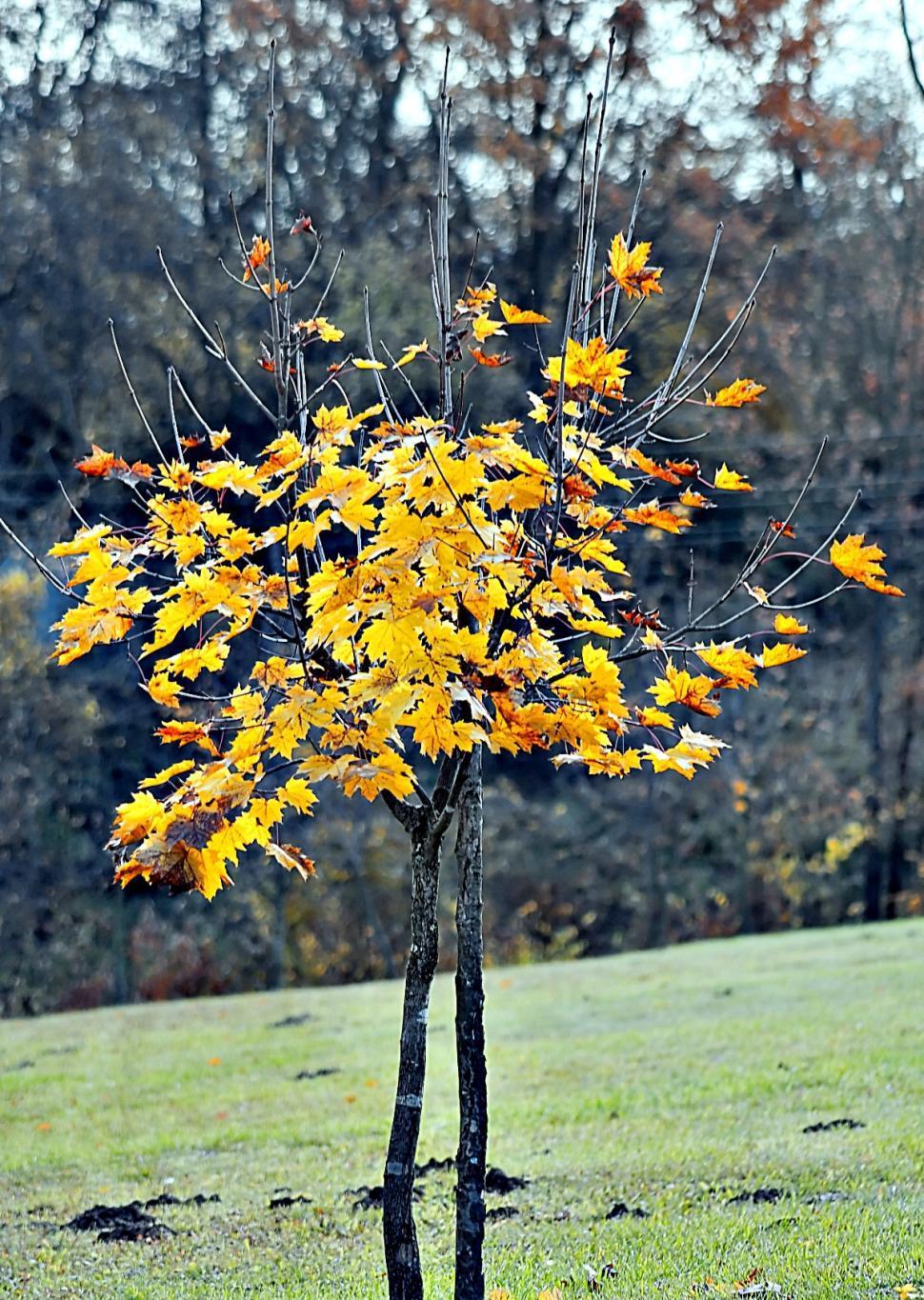 Free Stock Photo of Autumn tree | Download Free Images and Free ...
