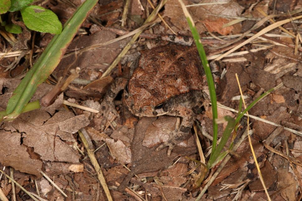 Free Stock Photo of Toad | Download Free Images and Free Illustrations