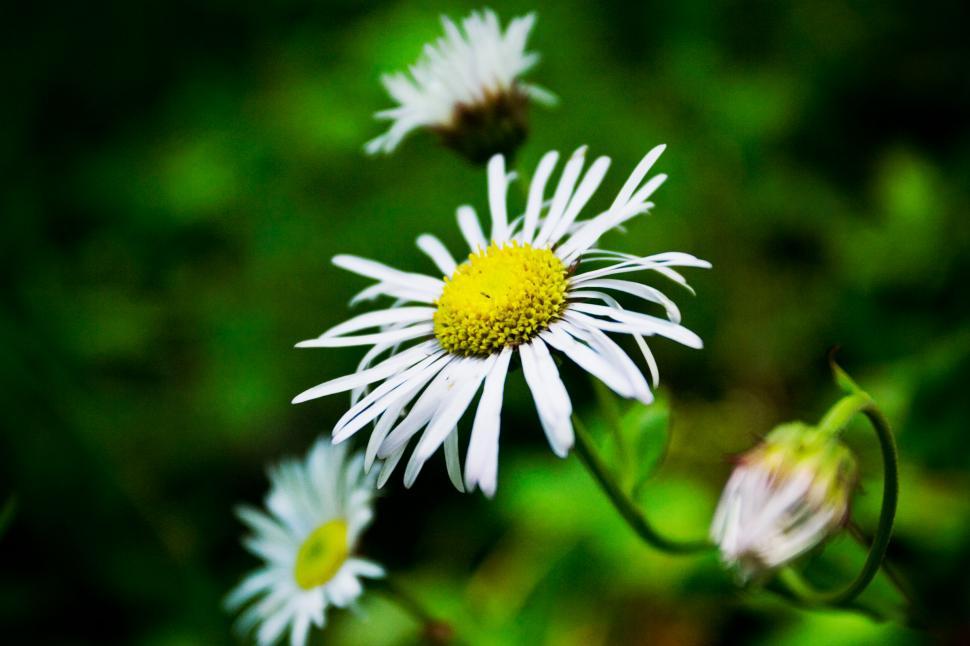 Free Stock Photo of Flower | Download Free Images and Free Illustrations