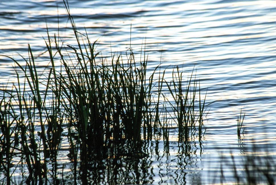 Free Stock Photo of Seagrass | Download Free Images and Free Illustrations