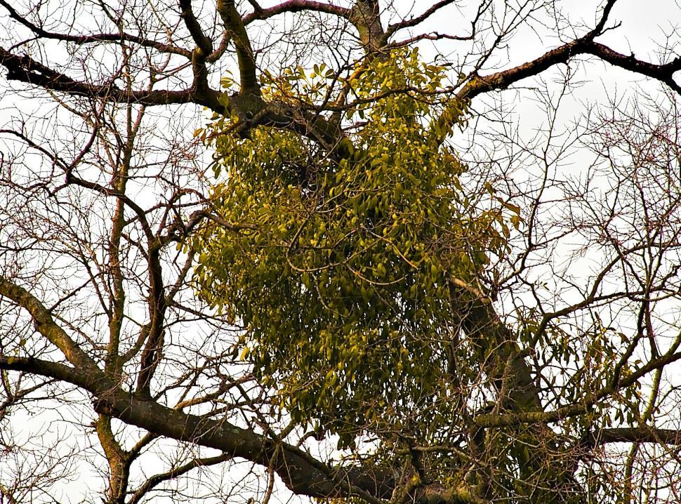 Free Stock Photo of Mistletoe | Download Free Images and Free Illustrations